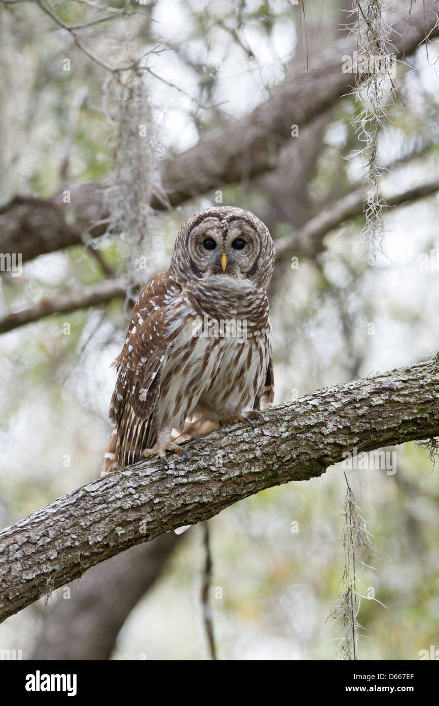 Barred Owl perching in Oak Tree bird birds raptor raptors nature ...