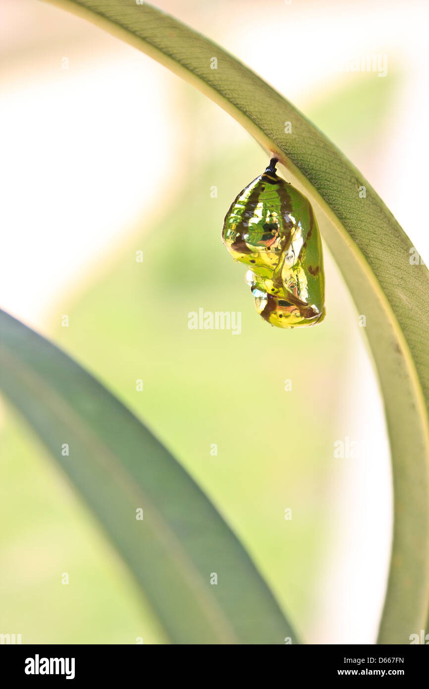 Butterfly pupae stages hi-res stock photography and images - Alamy