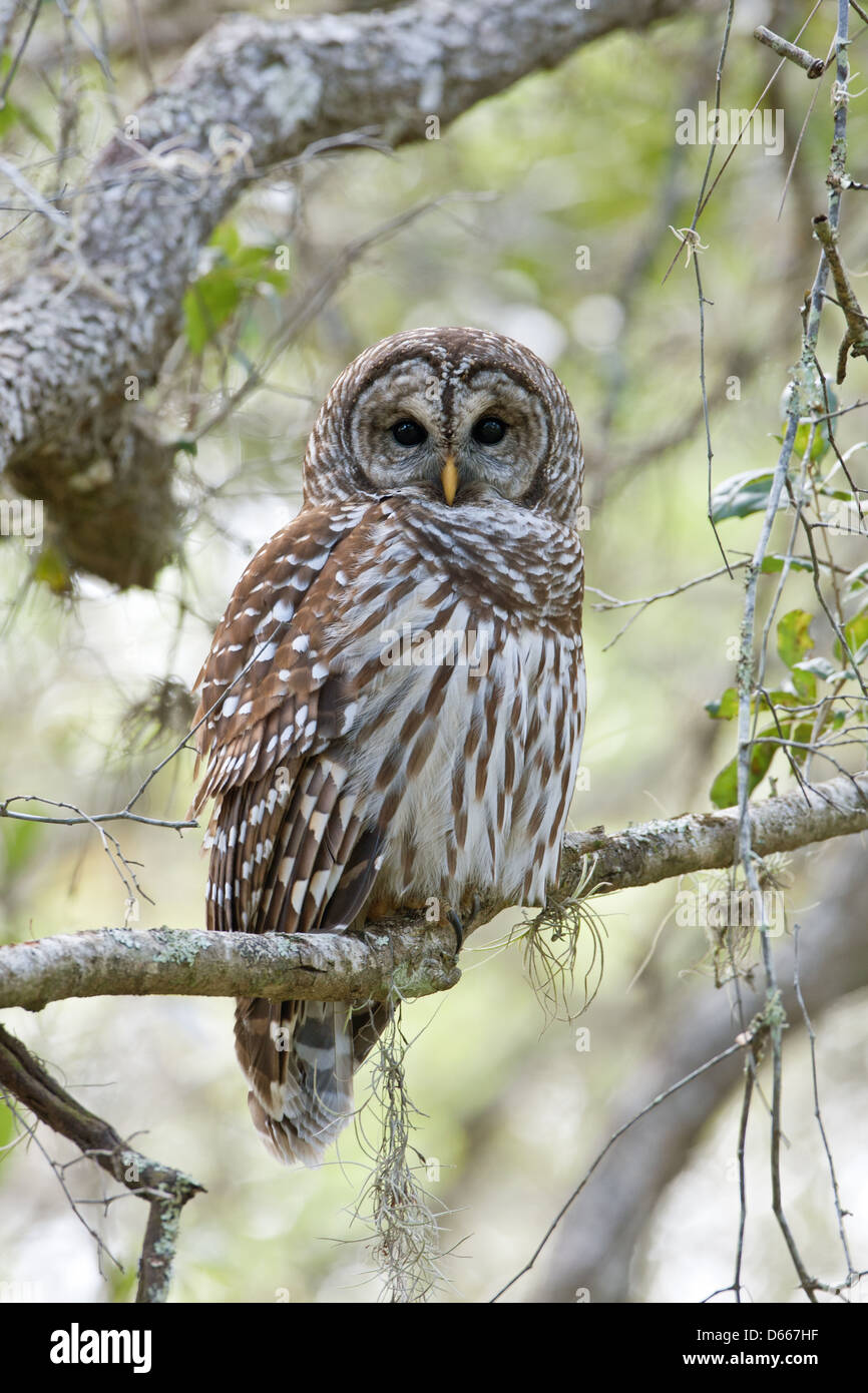 Barred Owl Tree High Resolution Stock Photography and Images - Alamy