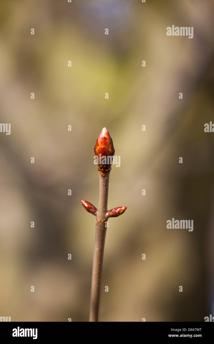Sticky buds hi-res stock photography and images - Alamy