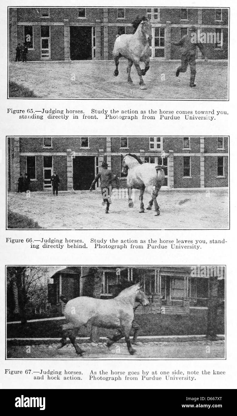 A 1922 photograph documenting a study of farm animals, possibly in an ...
