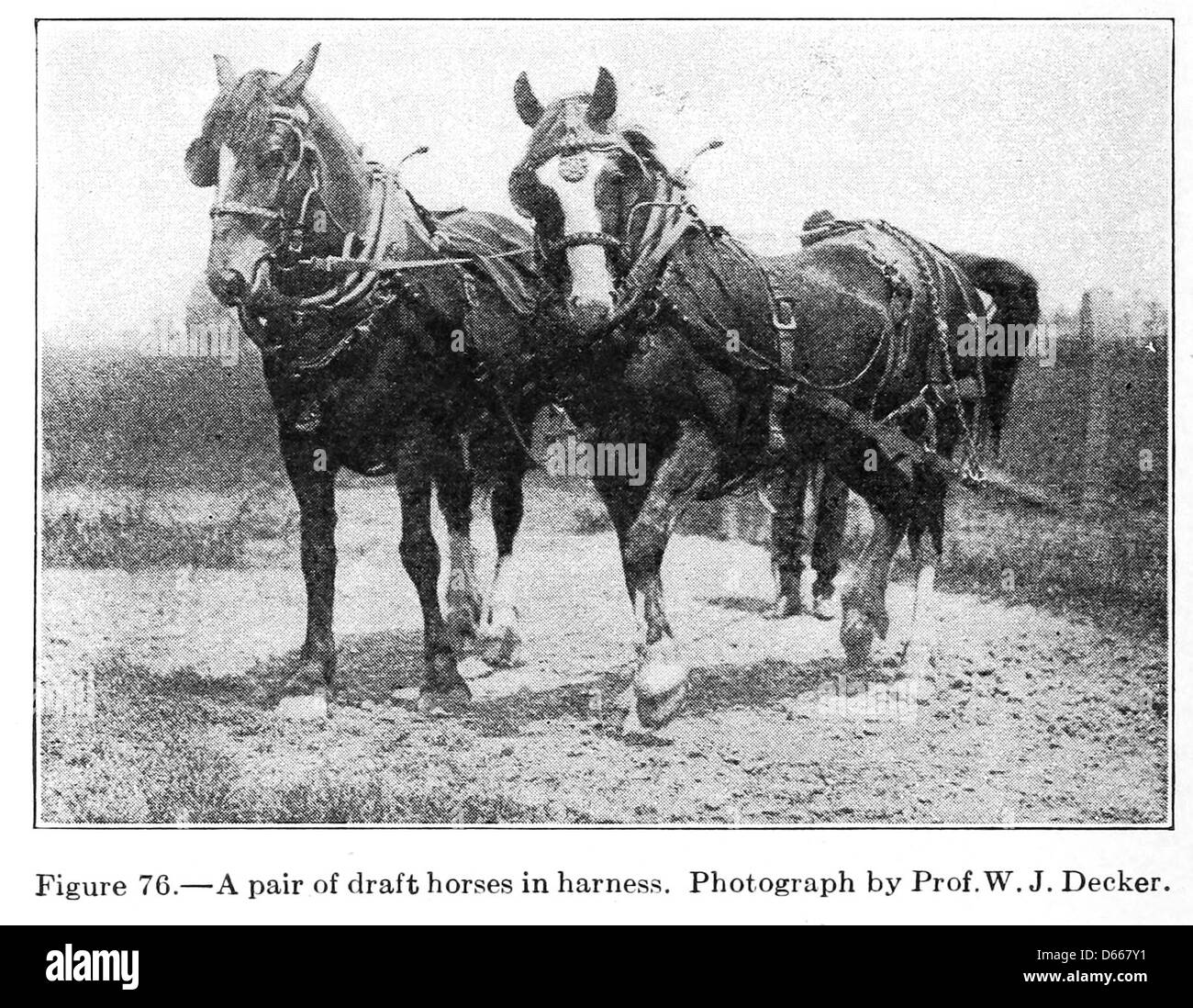 This 1922 study of farm animals focuses on a draft horse, captured in a ...