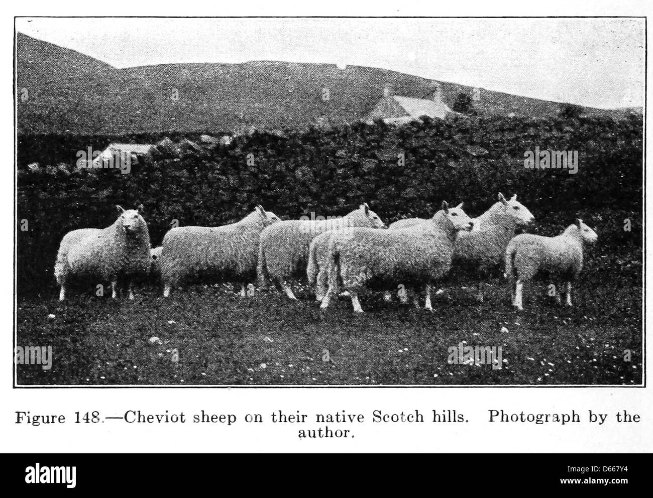 This 1922 image shows a study of Cheviot sheep, known for their wool ...