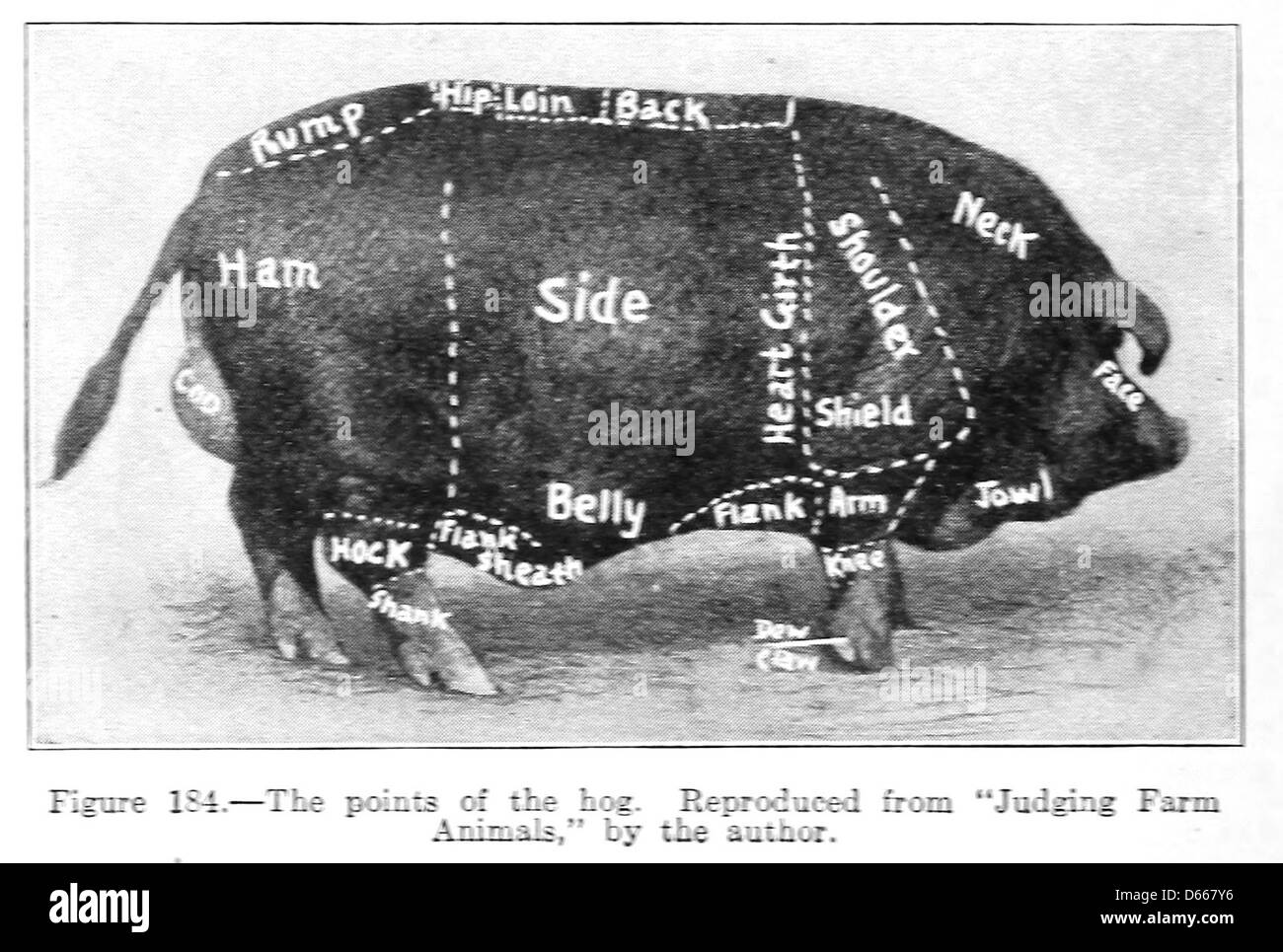 This image shows an educational guide to judging farm animals ...