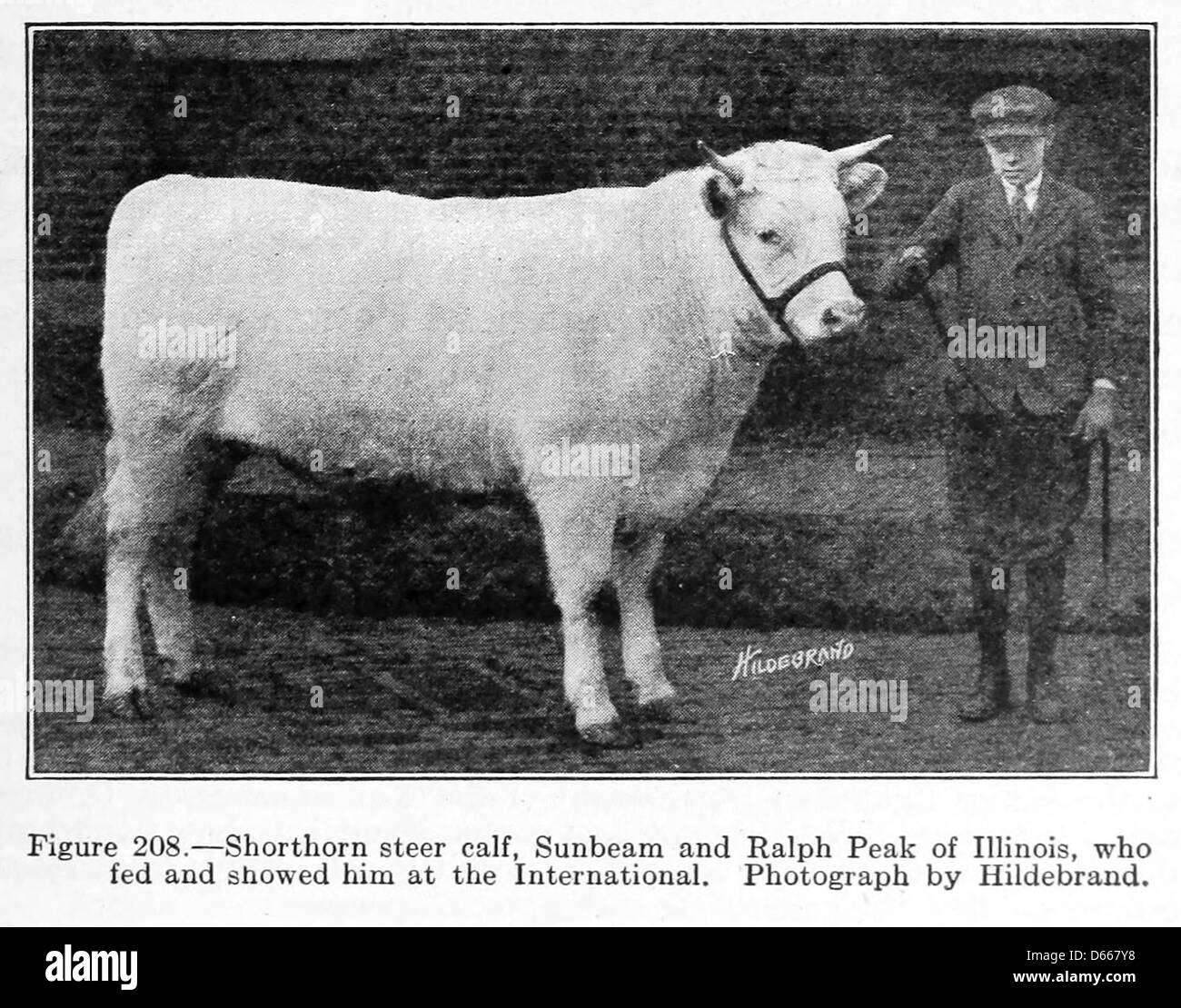 Steer study hi-res stock photography and images - Alamy