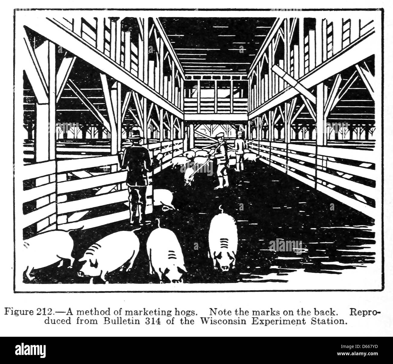 Pig farming strategies hi-res stock photography and images - Alamy