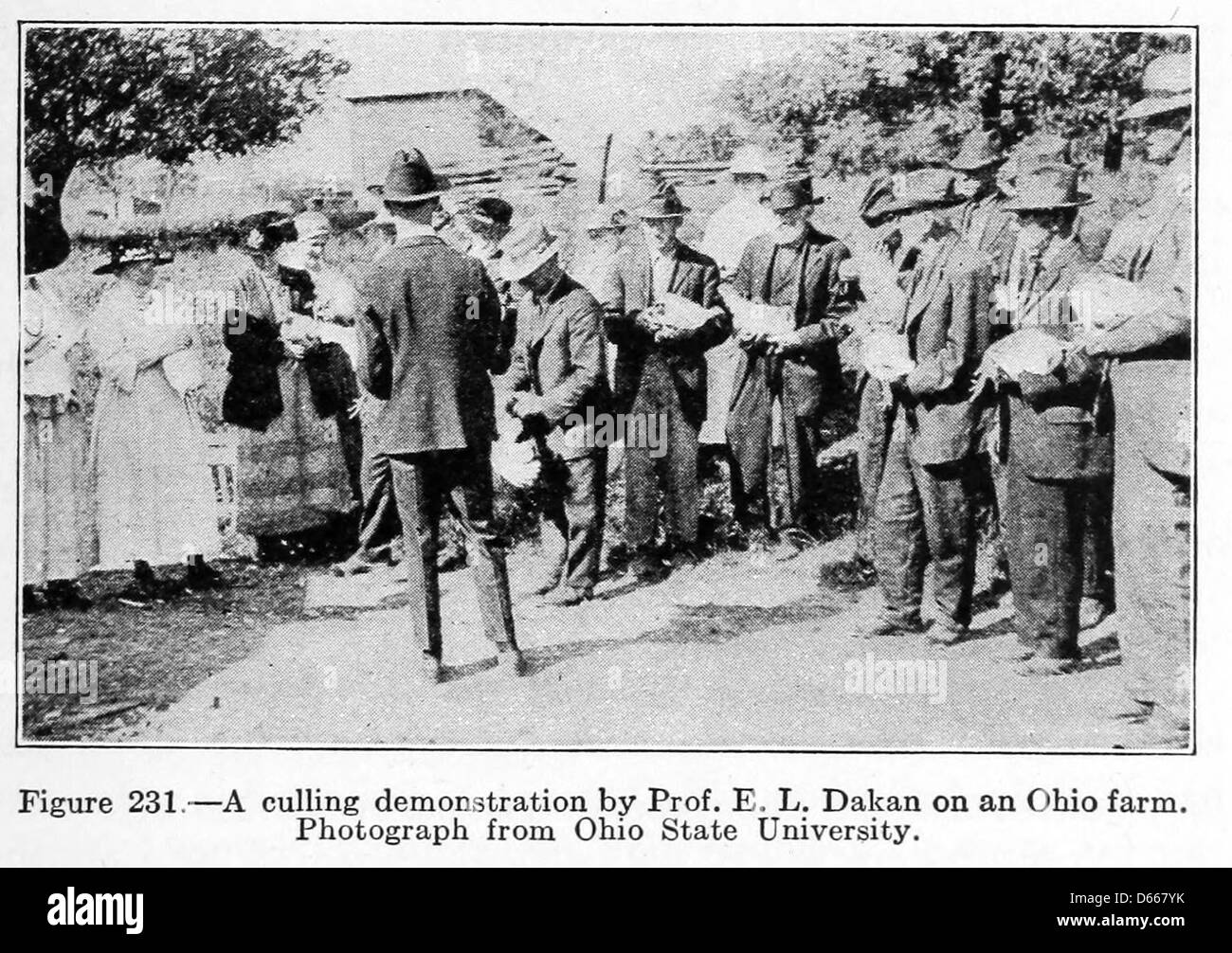 This 1922 study on farm animals focuses on a culling demonstration at ...
