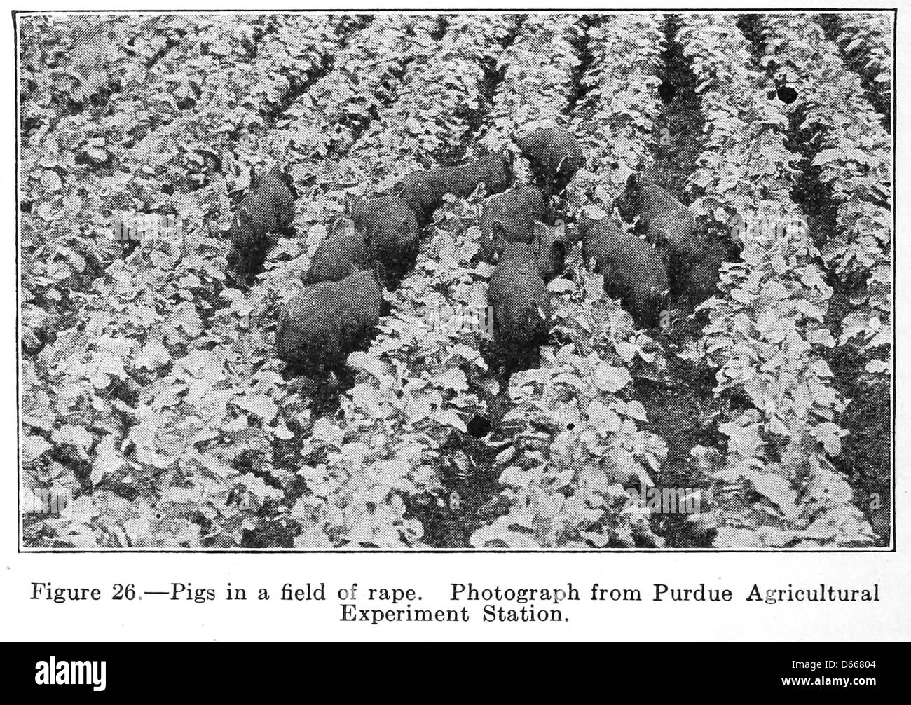 A 1922 image from a study of farm animals, showing pigs at the Purdue ...