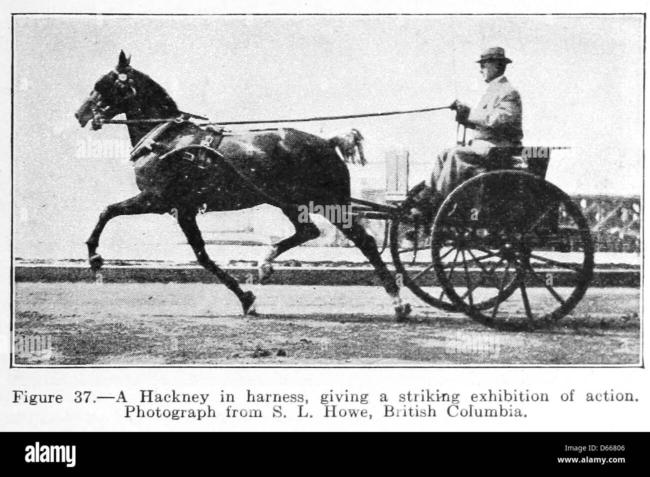 This image from 'A Study of Farm Animals' (1922) features a Hackney ...