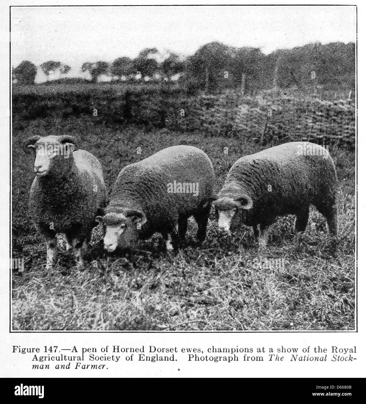 An image from a 1922 study of farm animals, featuring horned Dorset ...