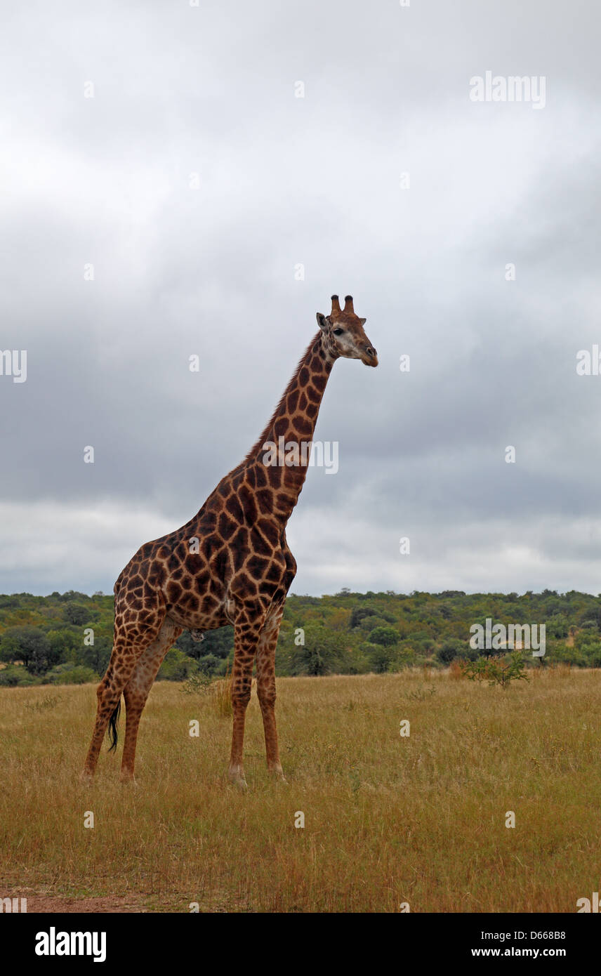 Giraffe on African plain Stock Photo - Alamy