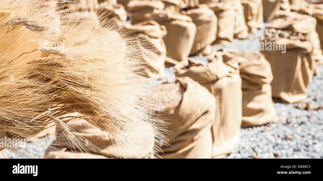 Wheat sacks during a sunny day in a warm summer season Stock Photo - Alamy