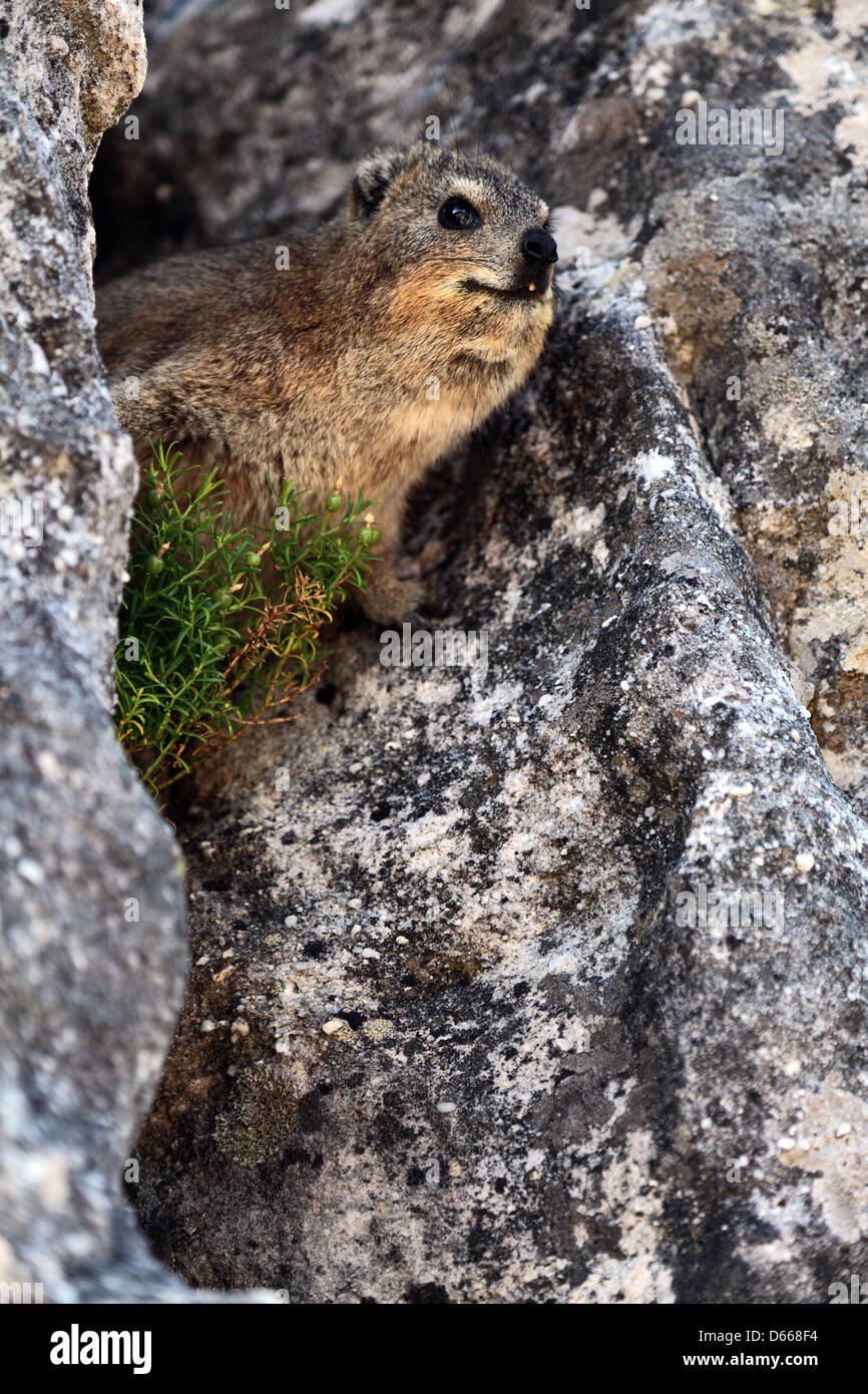 Dassie table mountain hi-res stock photography and images - Alamy
