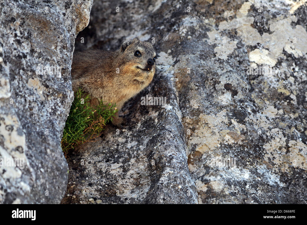 Dassie table mountain hi-res stock photography and images - Alamy