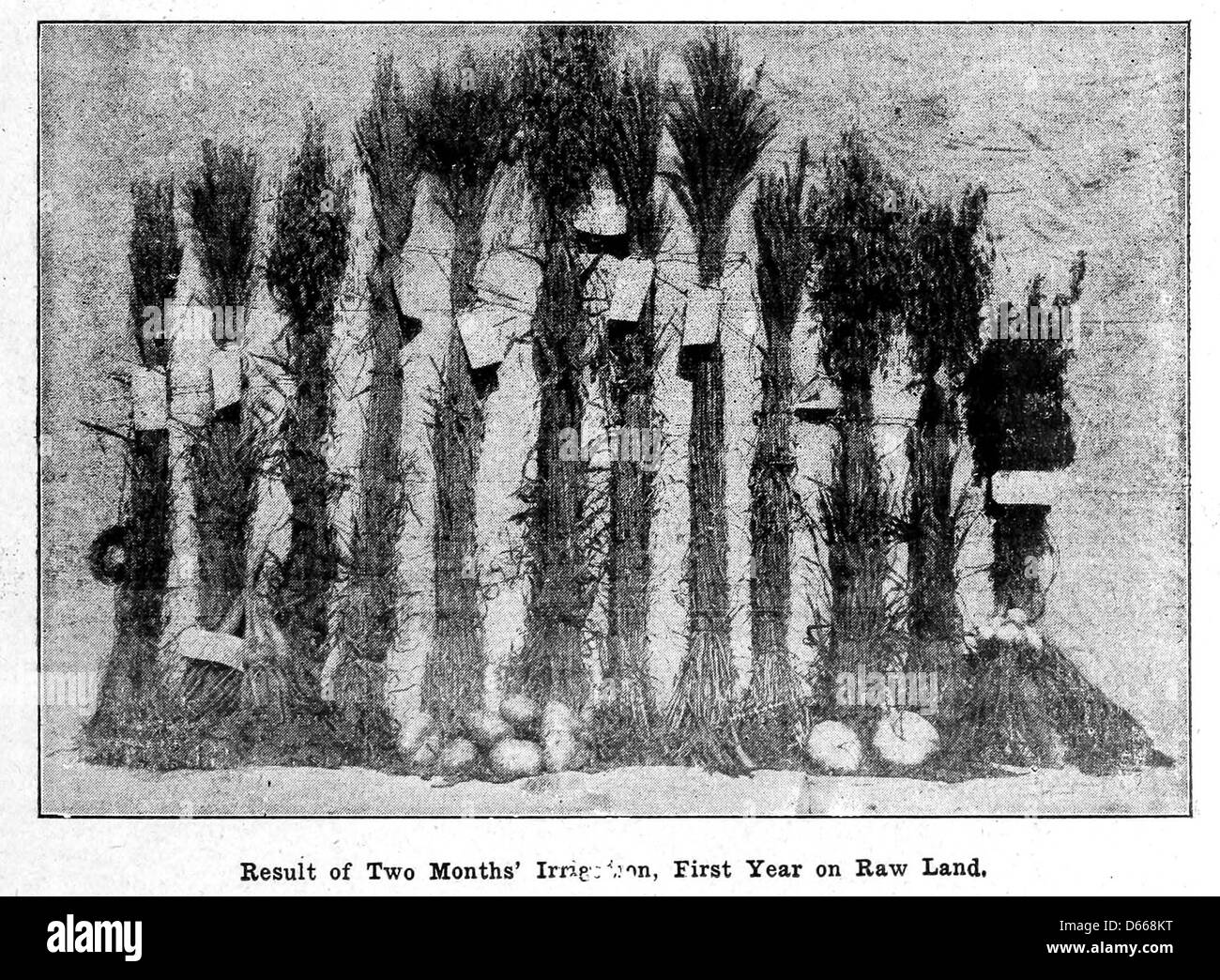 This 1907 advertisement promotes affordable land acquisition on the ...