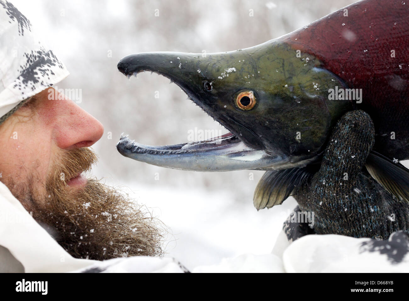 Man and salmon. Portrait. Sockeye salmon Stock Photo - Alamy