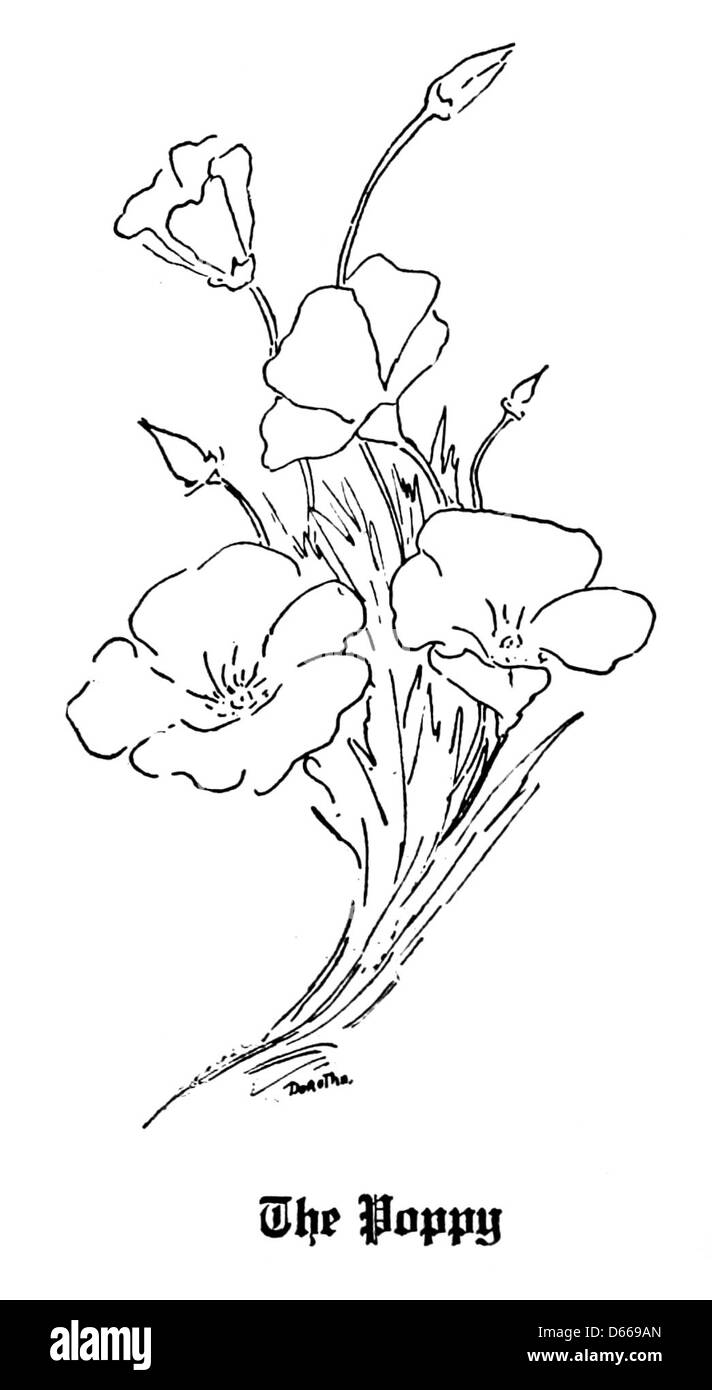 Poppy illustration war Cut Out Stock Images & Pictures - Alamy