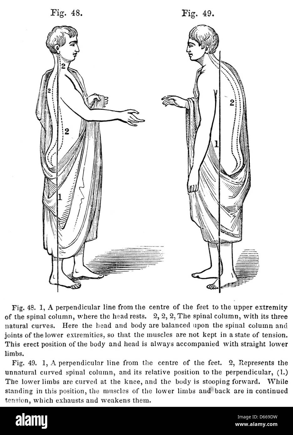 Human anatomy illustration 1800s hi-res stock photography and images ...