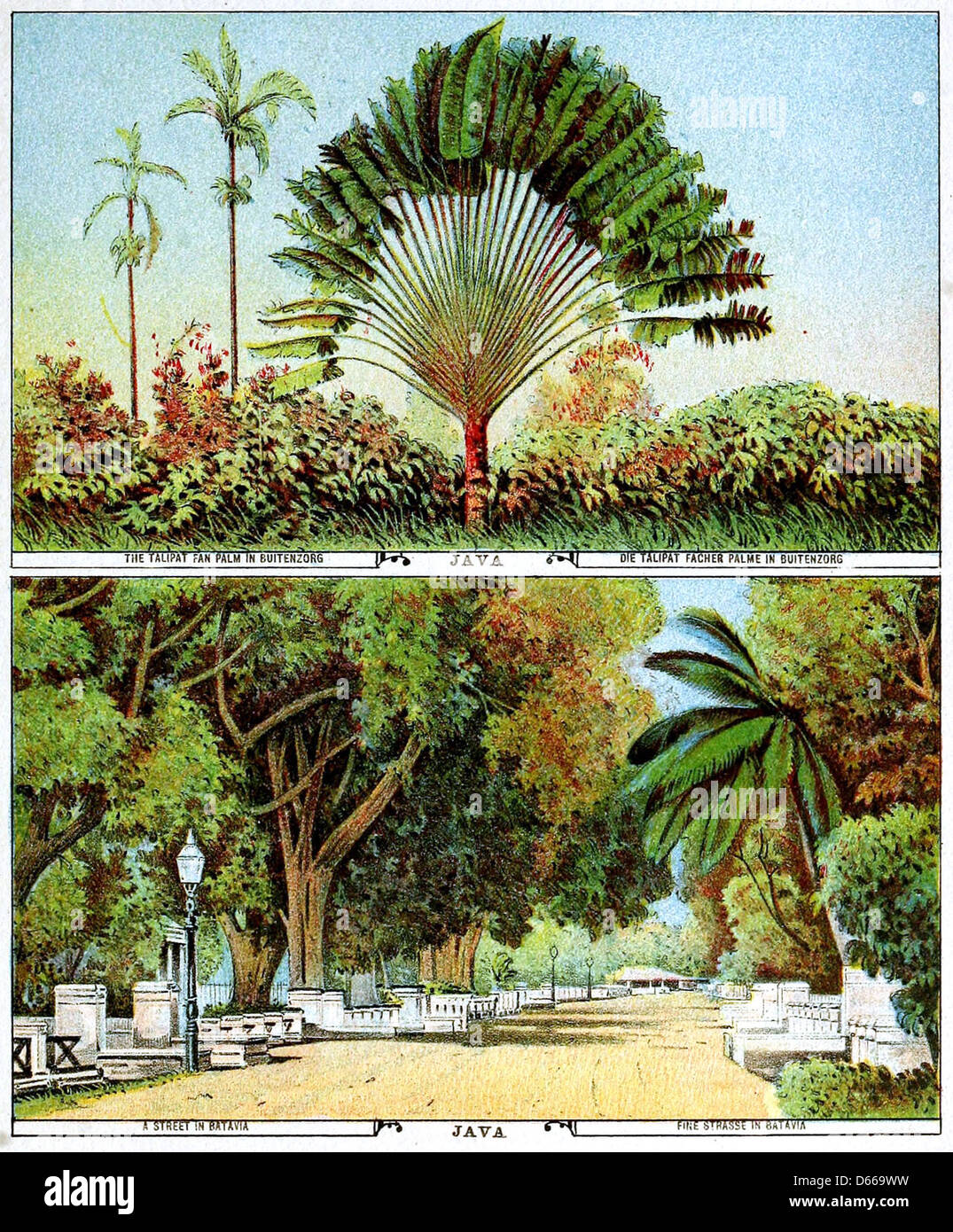 Talipat palm hi-res stock photography and images - Alamy