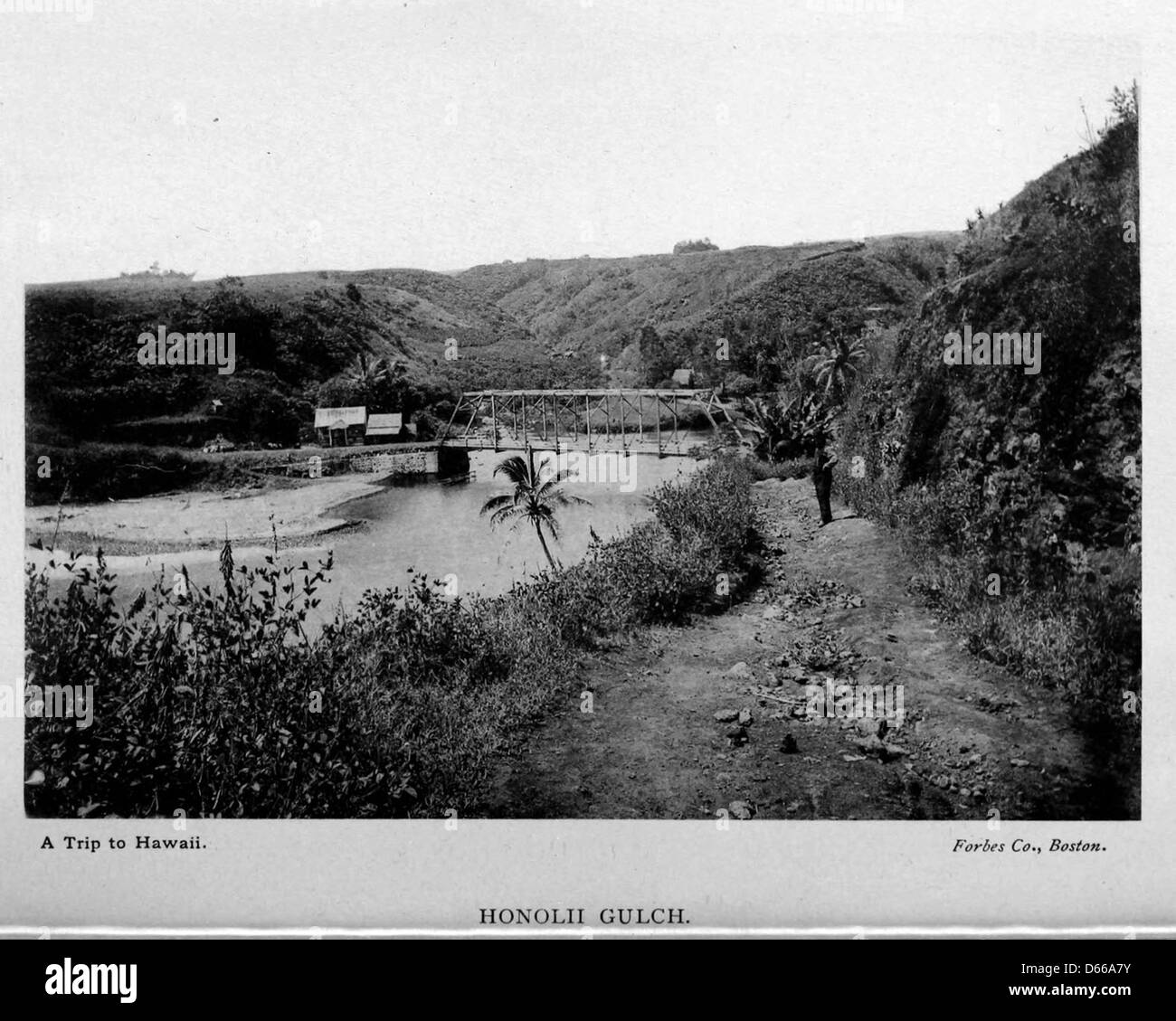 This 1892 photograph captures the scenic beauty of Honolii Gulch in ...