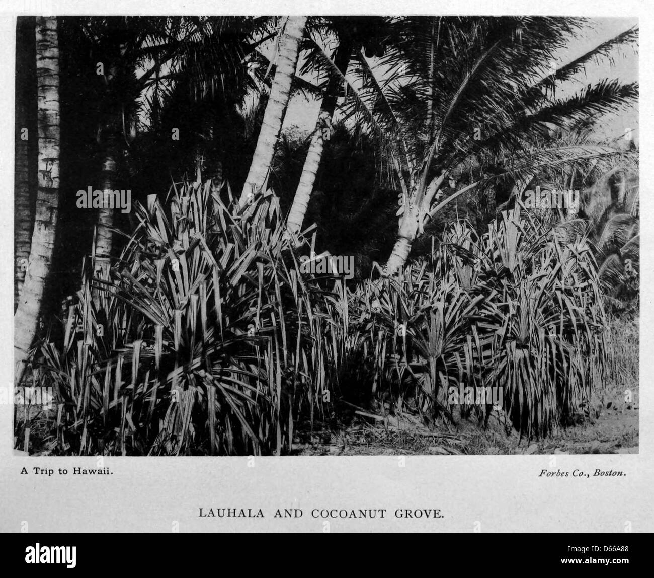 Lauhala hi-res stock photography and images - Alamy