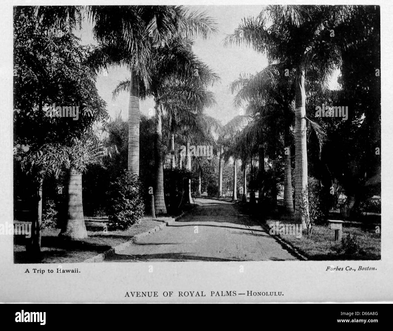 Vintage tropical illustration Black and White Stock Photos & Images - Alamy