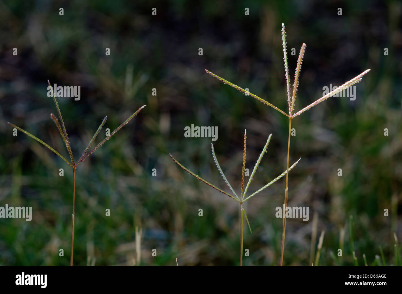 Bermuda grass cynodon dactylon flower hi-res stock photography and ...