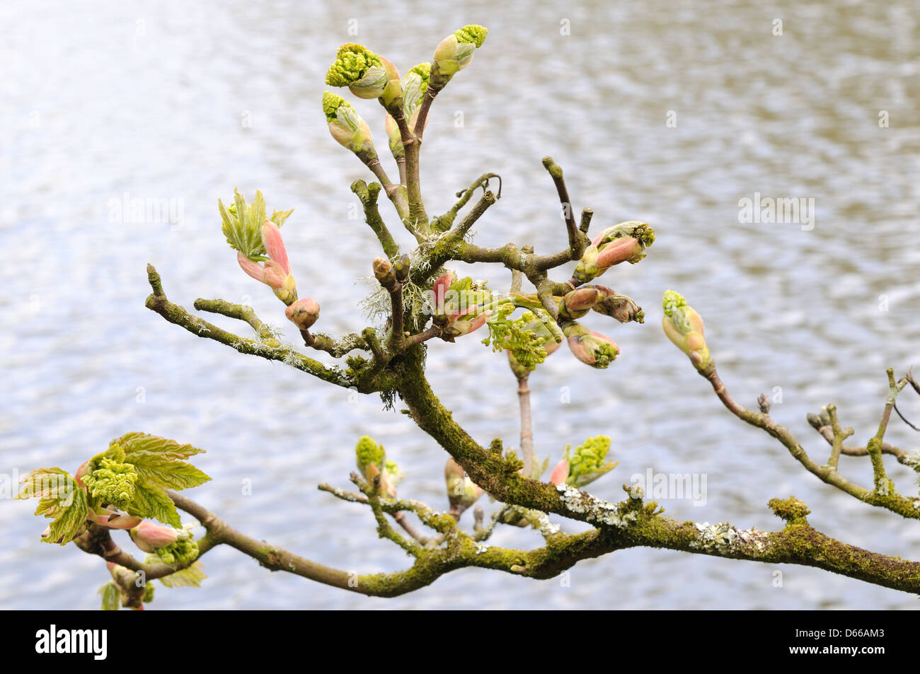 Sycamore tree shoots by a river bank in spring Stock Photo - Alamy