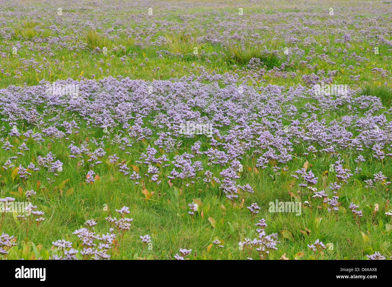 Salt Marsh With Common Sea Lavender High Resolution Stock Photography ...