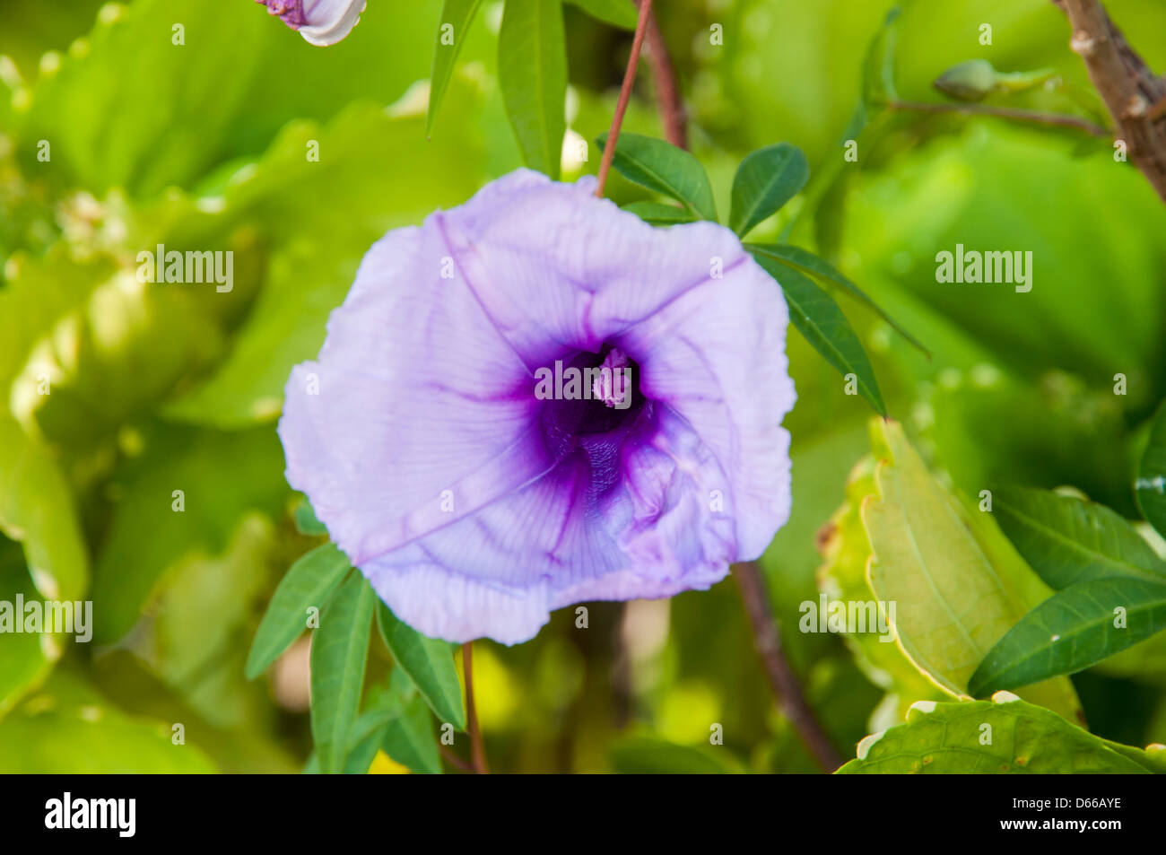 very pretty purple flower that was in a garden Stock Photo - Alamy