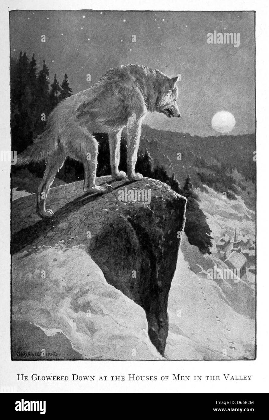 This 1910 image depicts a biography of a gray wolf, often referred to ...