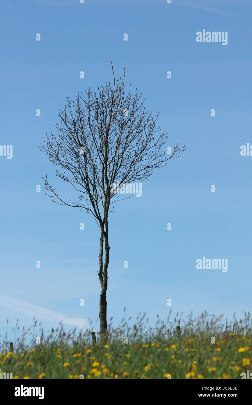 spring meadow tree Stock Photo - Alamy