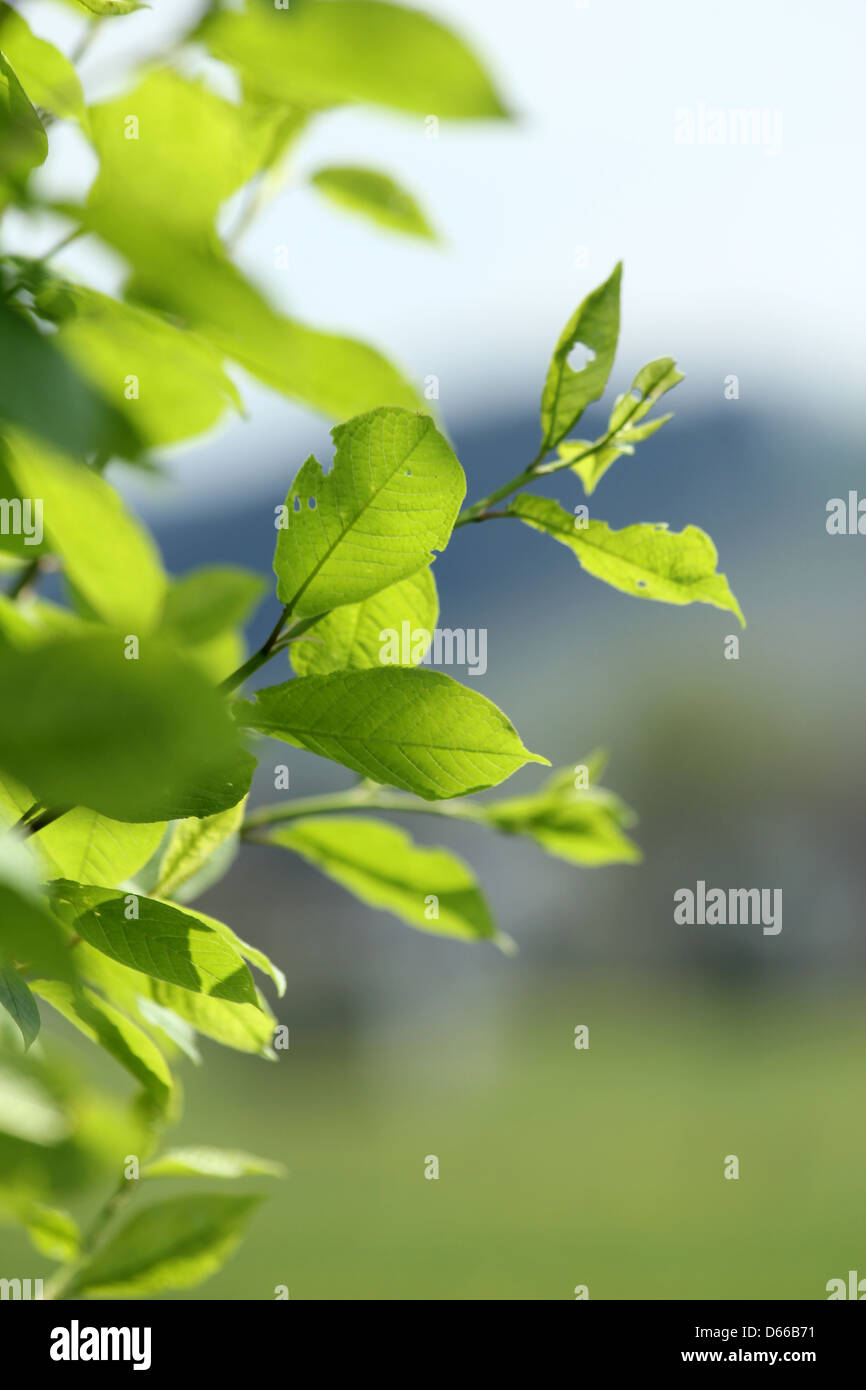 Tree leafes hi-res stock photography and images - Alamy