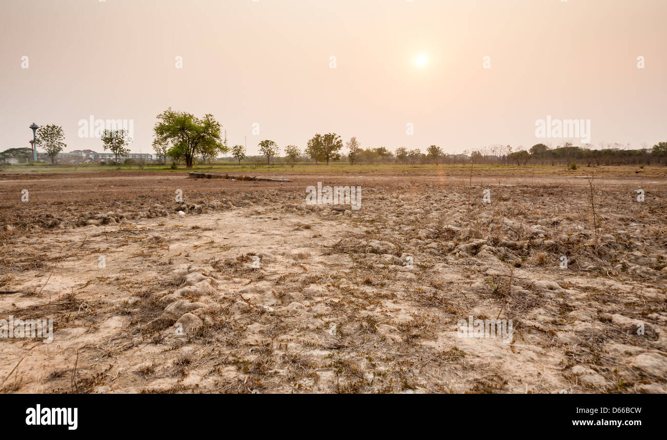 tree in field dry season in thailand sunset time Stock Photo - Alamy