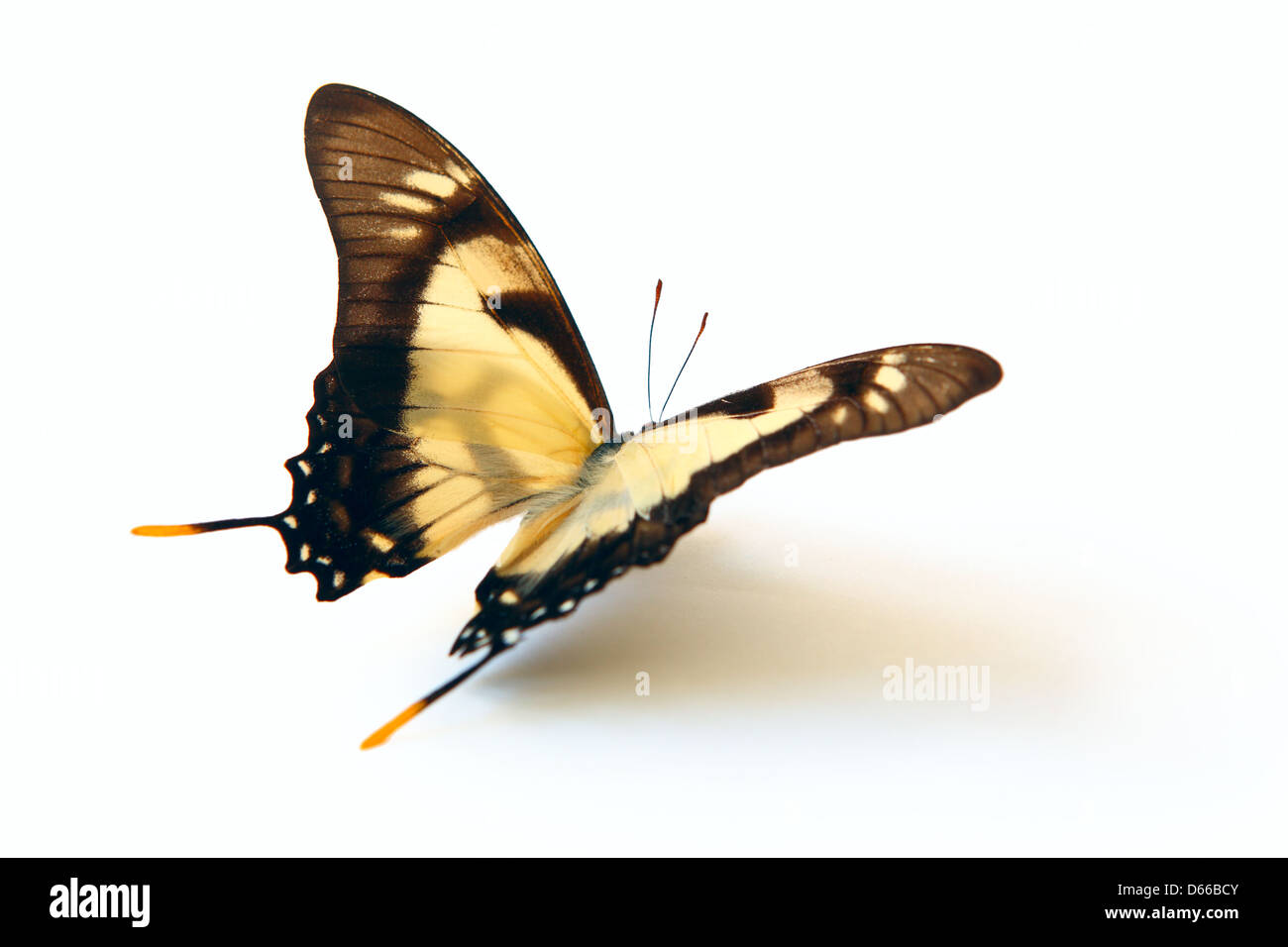 Butterfly isolated on white Stock Photo - Alamy