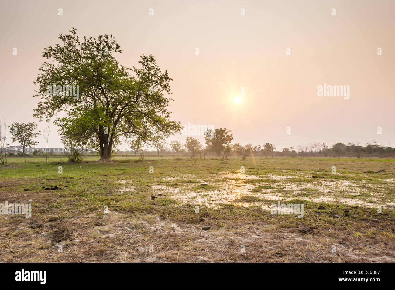 tree in field dry season in thailand sunset time Stock Photo - Alamy