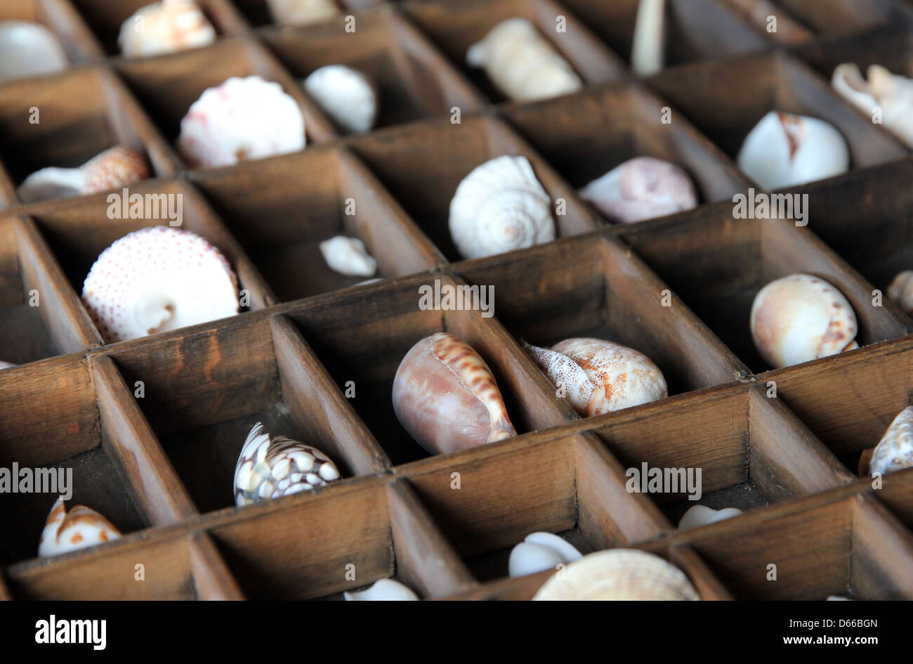 Shell collection display hi-res stock photography and images - Alamy