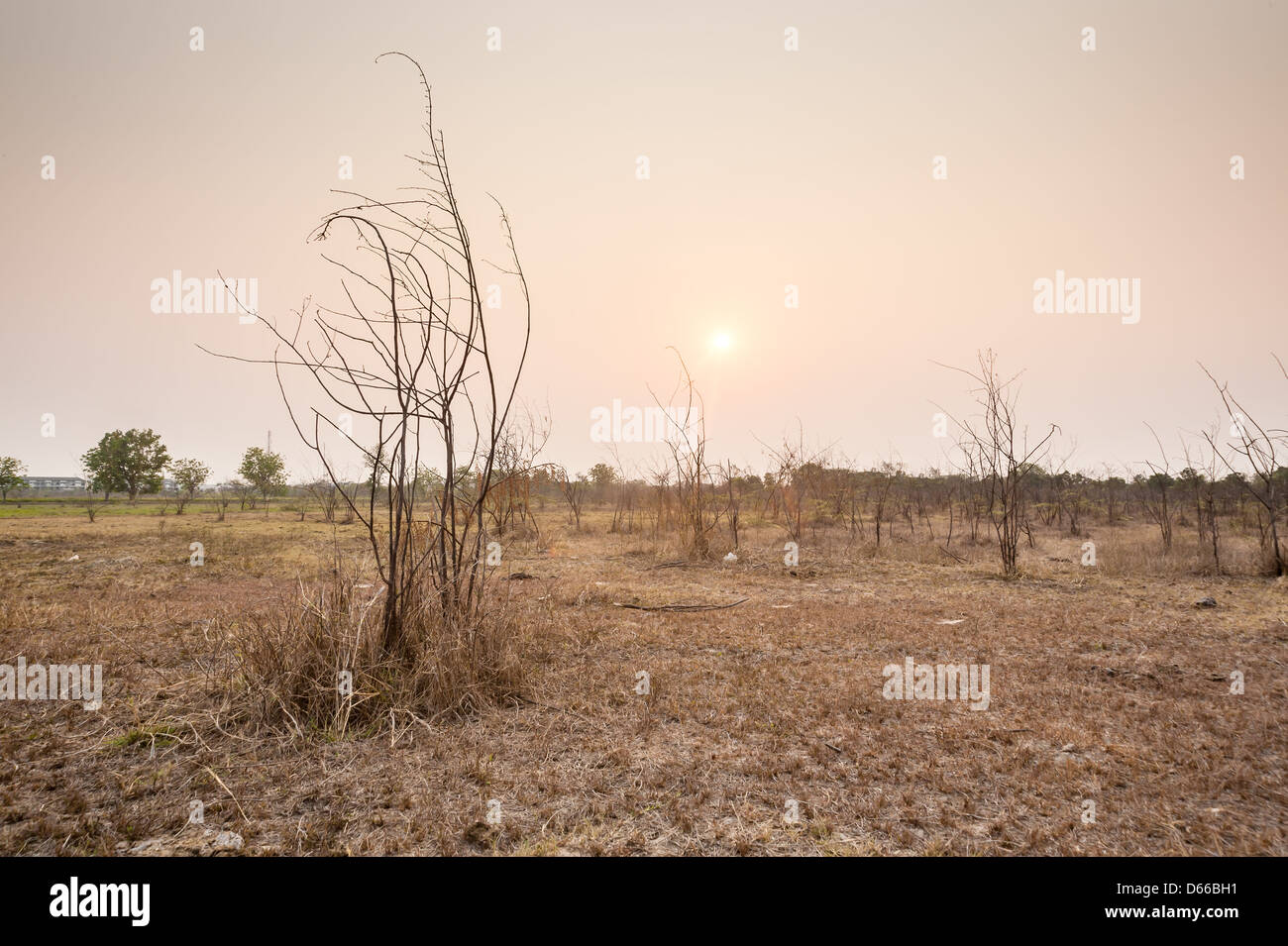 tree in field dry season in thailand sunset time Stock Photo - Alamy