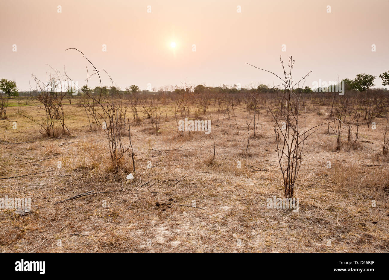 tree in field dry season in thailand sunset time Stock Photo - Alamy