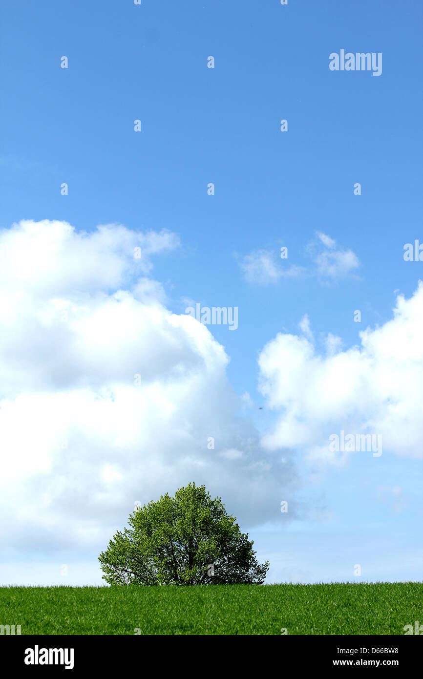 sky tree landscape Stock Photo - Alamy