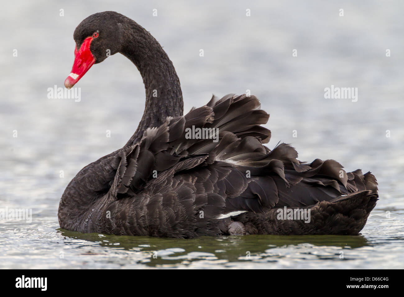 Black Swan. Cygnus atratus Stock Photo - Alamy