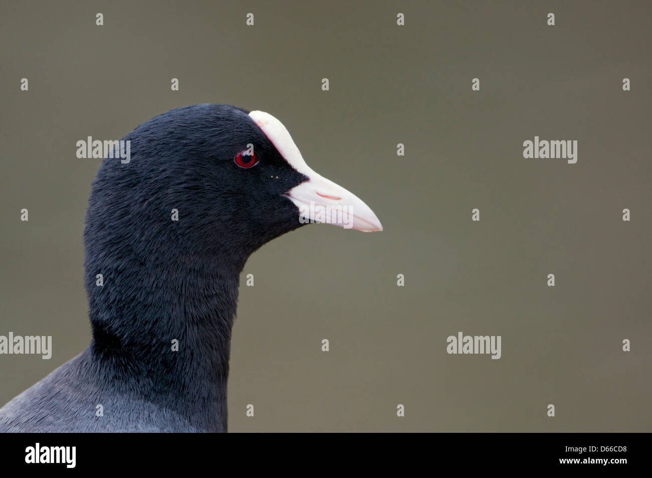 Close up of a coot's head Stock Photo - Alamy