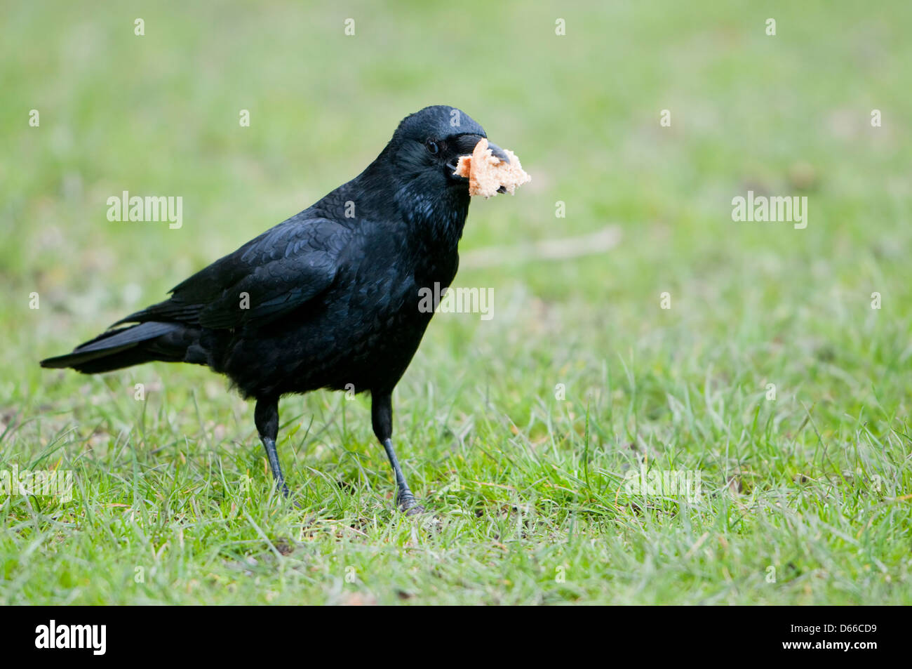 Close up of a crow looking for food on grass with a beak full of bread ...
