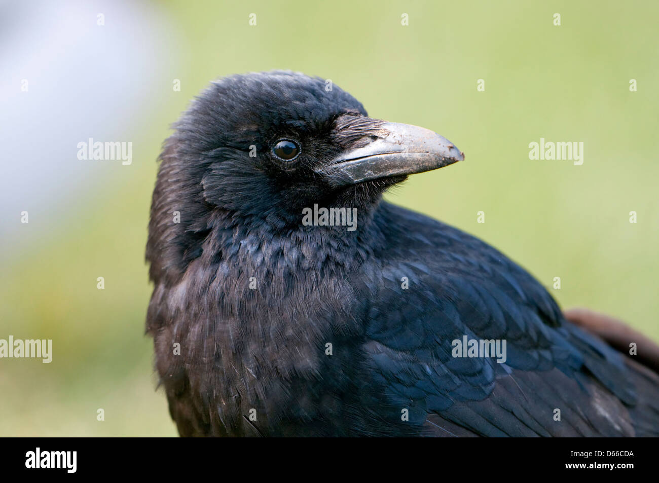 Close up of a crow Stock Photo - Alamy