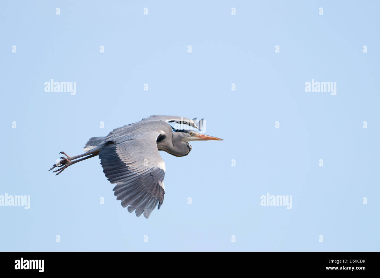 Flying flight fly flies hi-res stock photography and images - Alamy