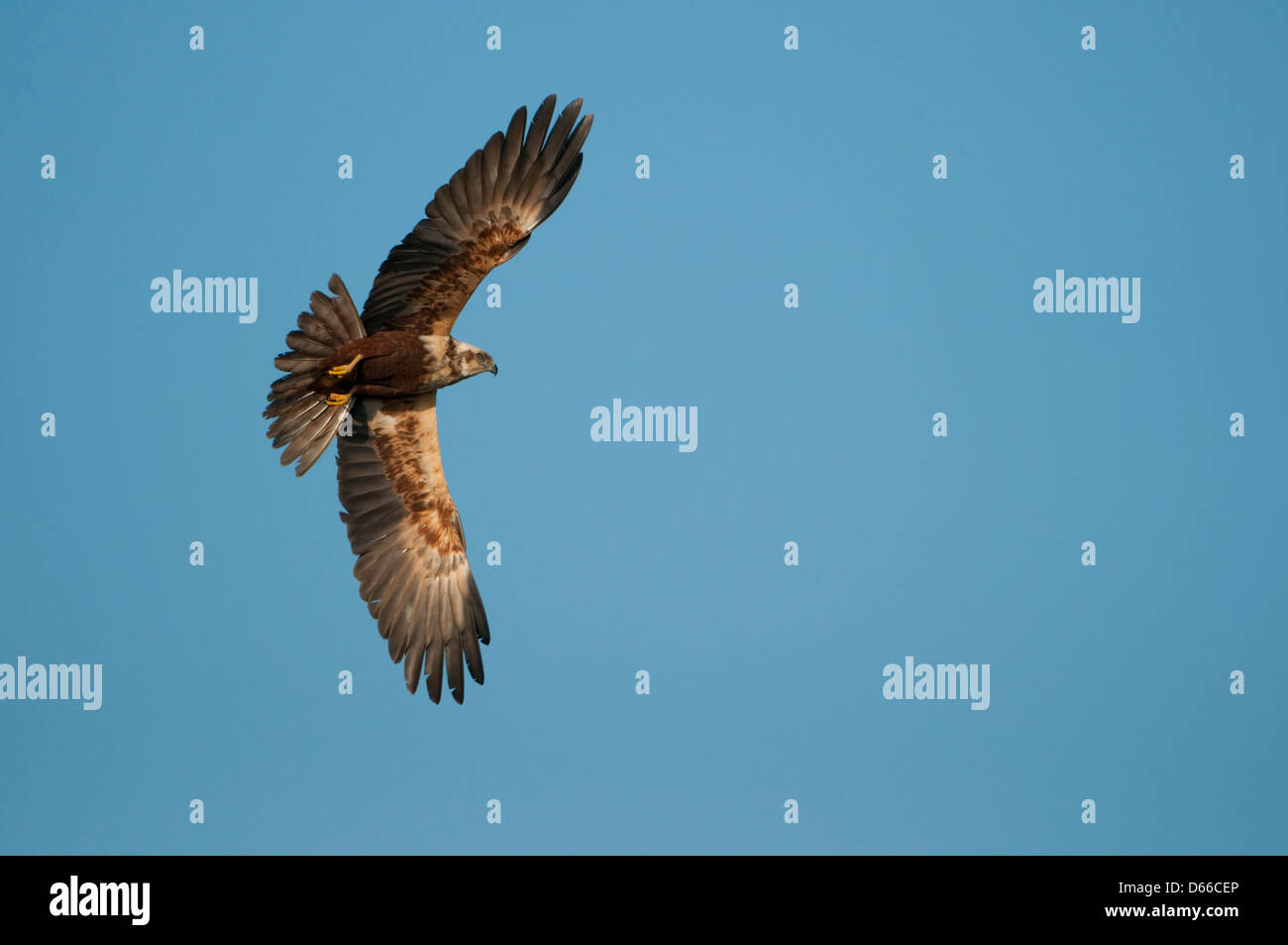 A Marsh Harrier banking steeply showing excellent wing and feather ...