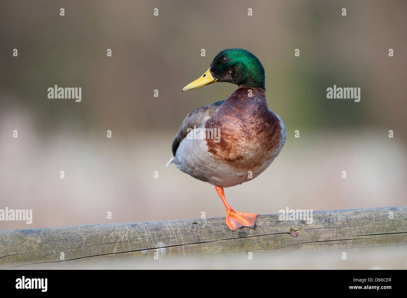 A male Mallard duck balances on one leg whilst looking over shoulder ...