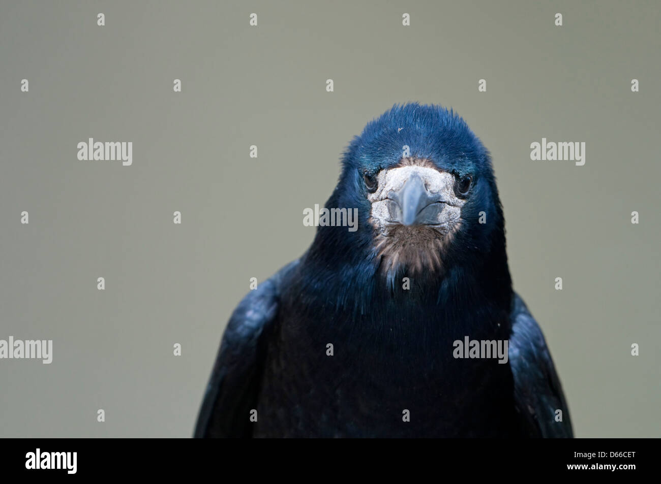 Rook detail hi-res stock photography and images - Alamy