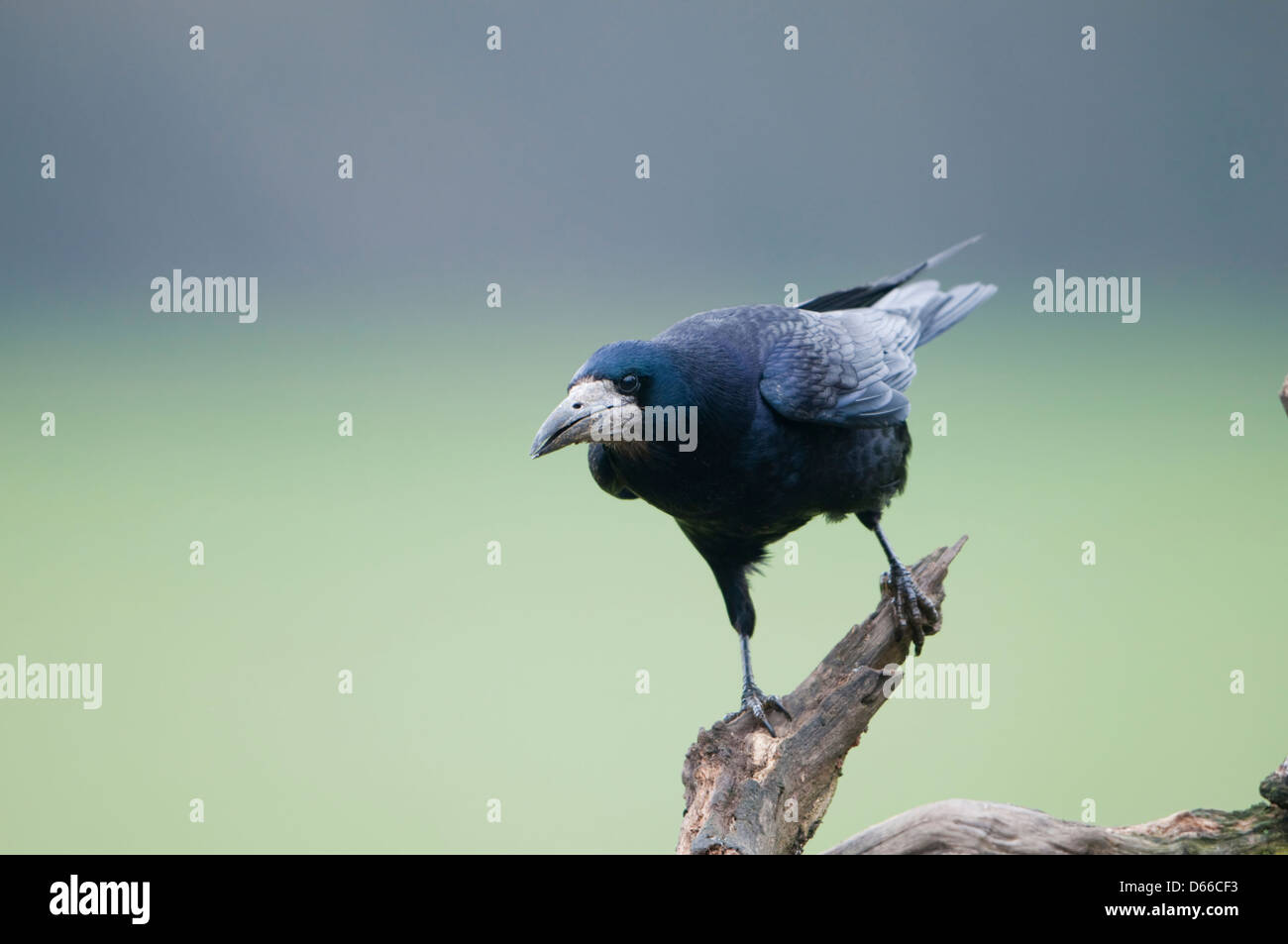 Rook uk beak hi-res stock photography and images - Alamy