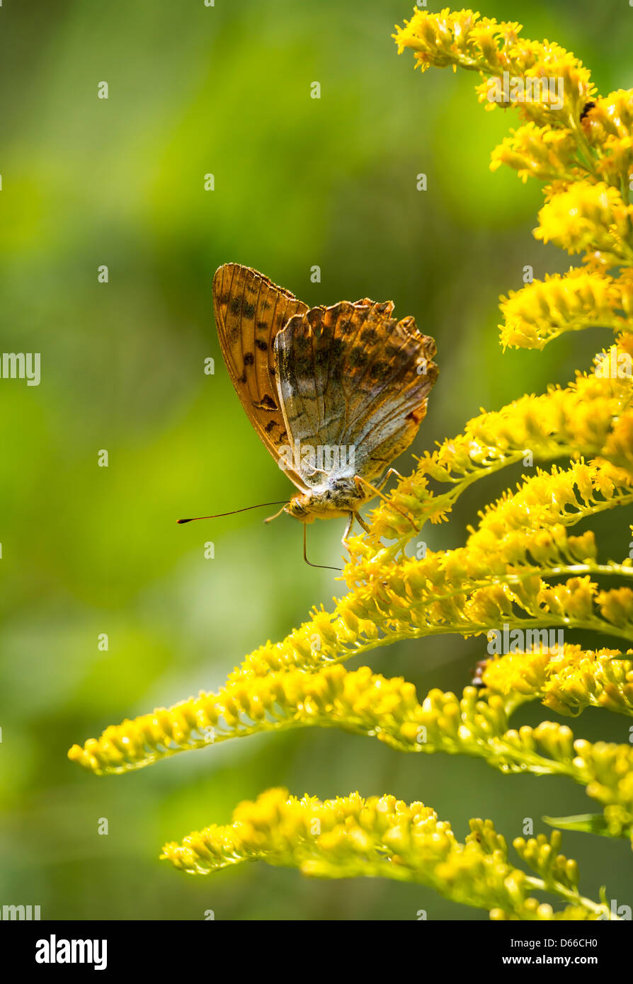 Flora and fauna, butterfly hi-res stock photography and images - Alamy